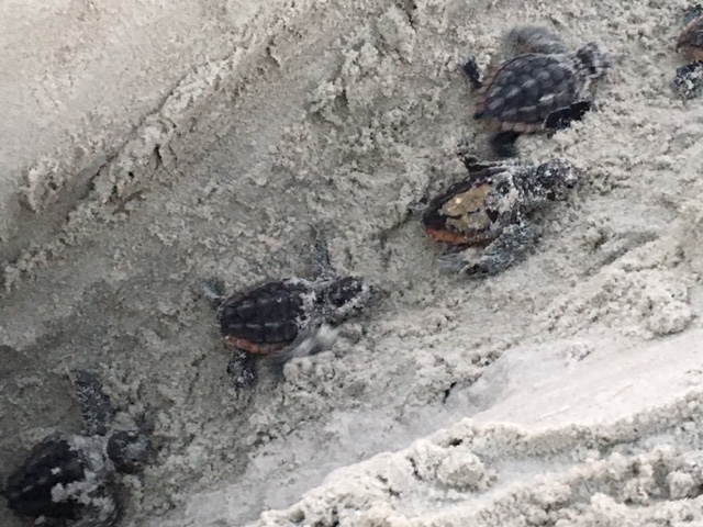 Sea turtles nesting season begins in North Myrtle Beach – North Myrtle ...